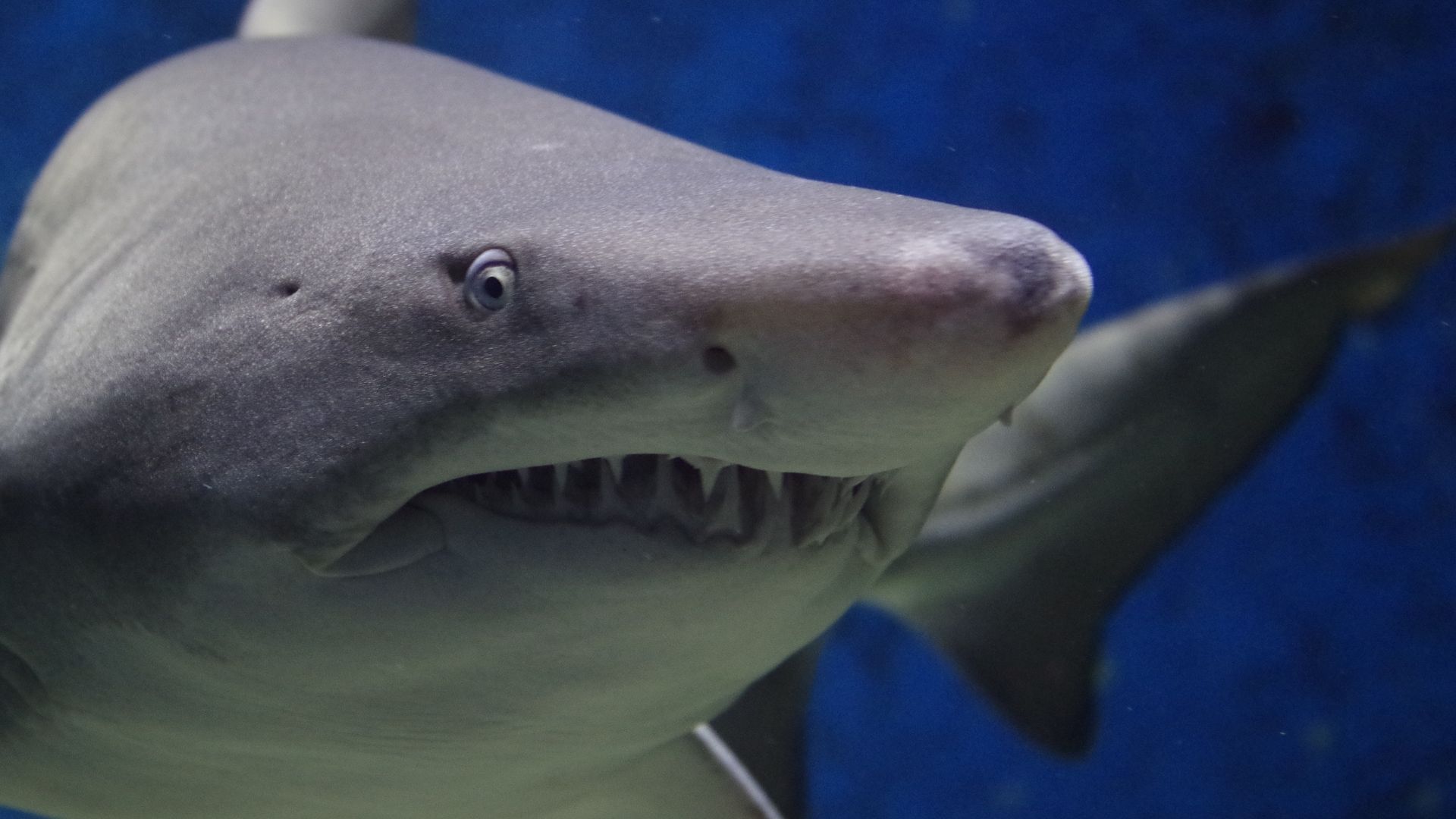 Gutted Shark Found Hanging From Rafters At School