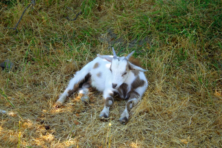 20 Unusual Animal Behaviors That Make Scientists Wonder