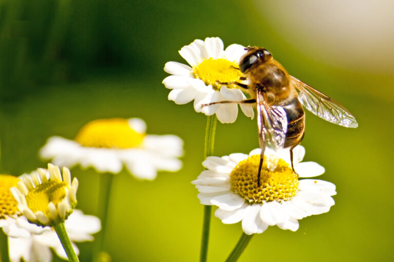 20 Unusual Animal Behaviors That Make Scientists Wonder