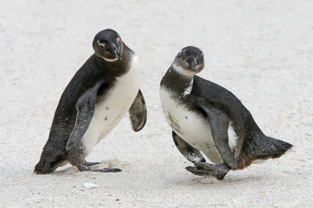 20 Unusual Animal Behaviors That Make Scientists Wonder