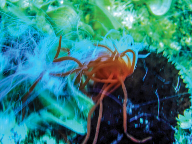20 Unusual Animal Behaviors That Make Scientists Wonder