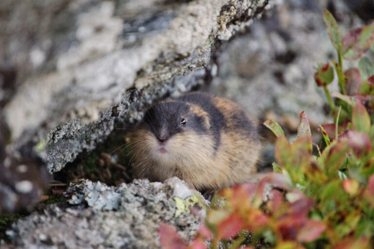20 Unusual Animal Behaviors That Make Scientists Wonder