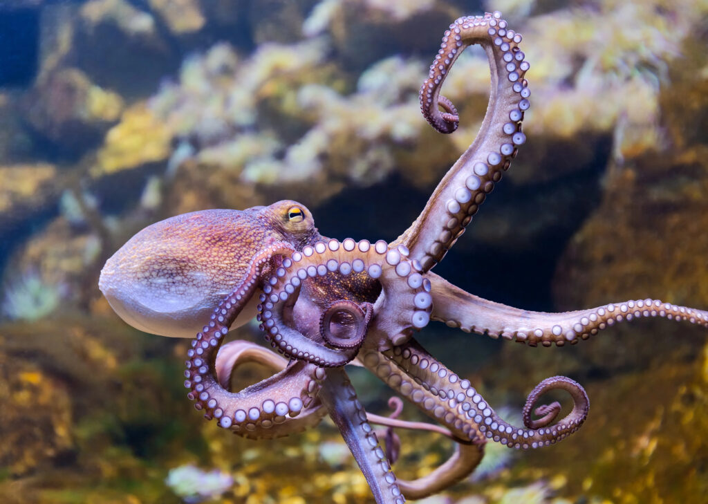 20 Unusual Animal Behaviors That Make Scientists Wonder