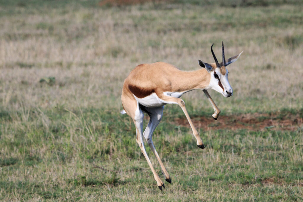 20 Unusual Animal Behaviors That Make Scientists Wonder