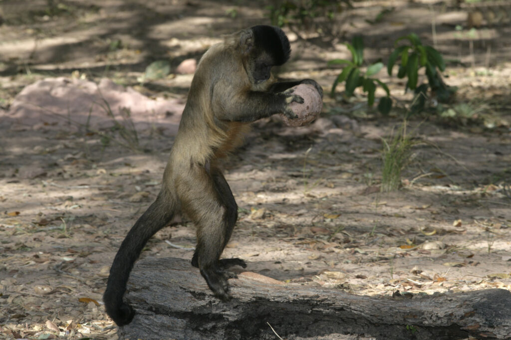 20 Unusual Animal Behaviors That Make Scientists Wonder