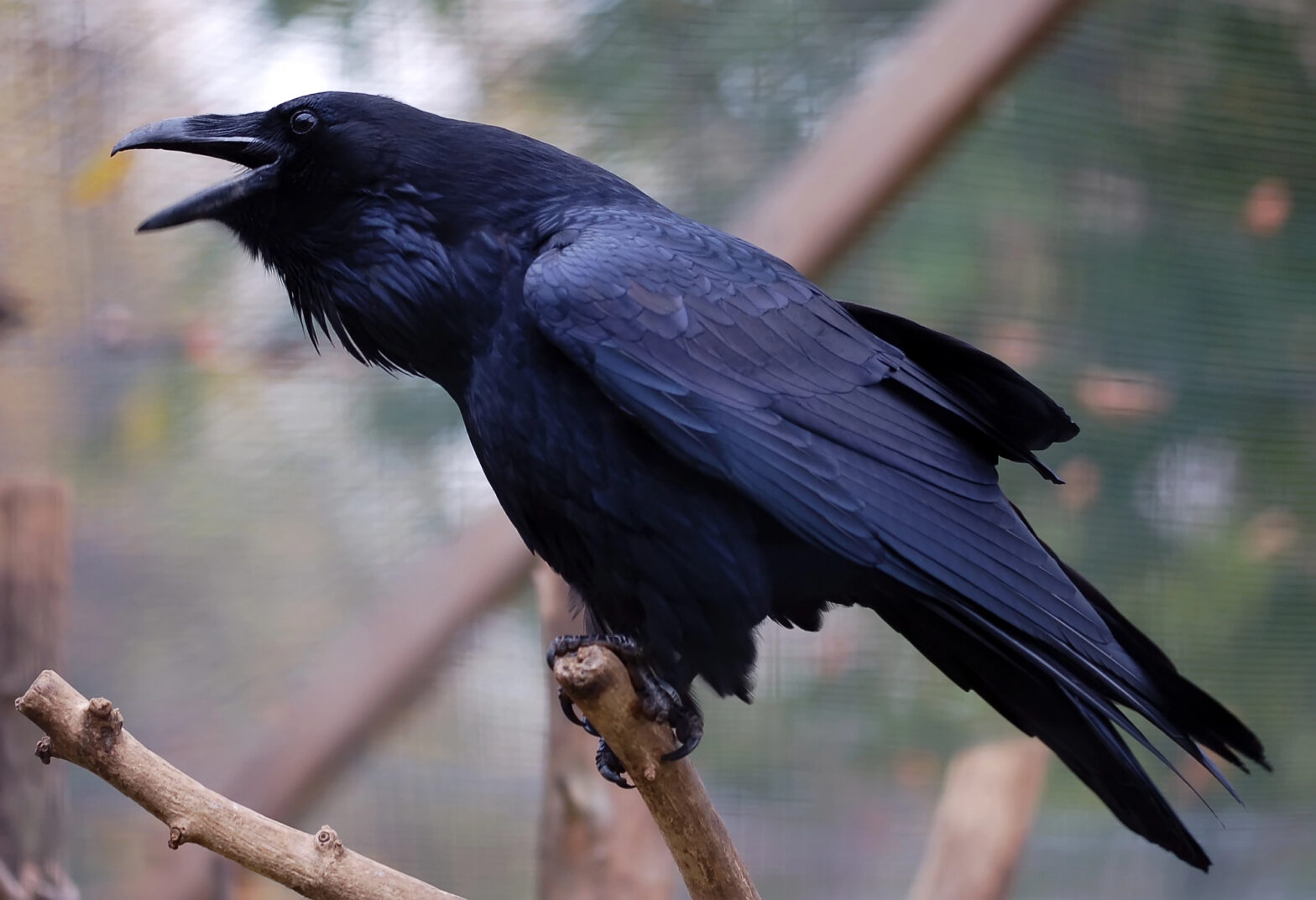 20 Unusual Animal Behaviors That Make Scientists Wonder