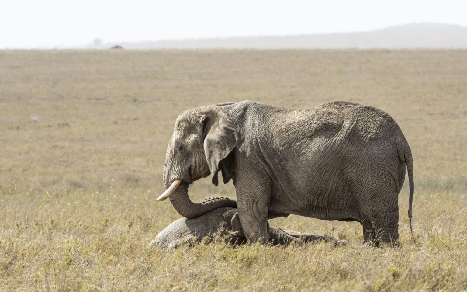 20 Unusual Animal Behaviors That Make Scientists Wonder