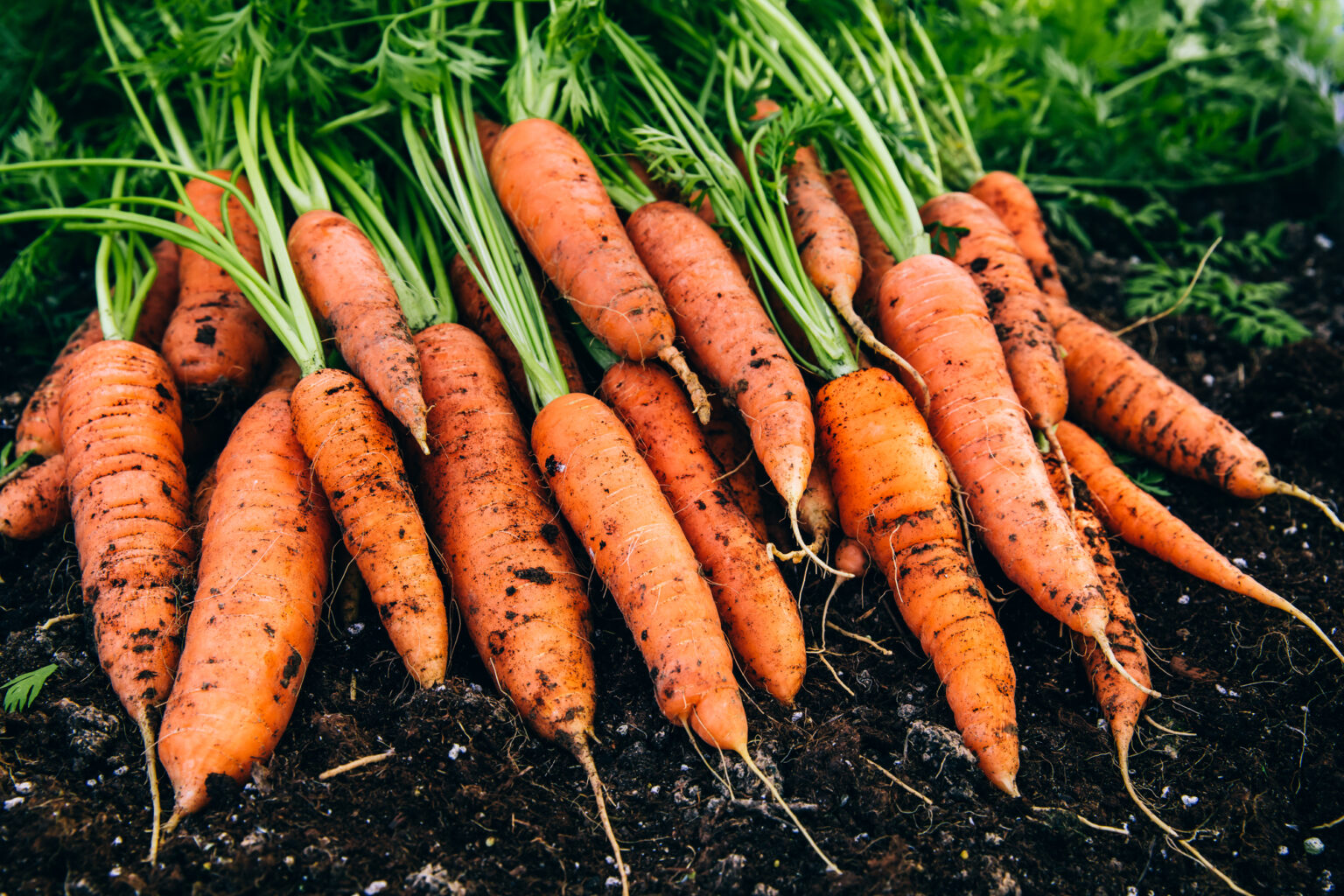 20 Foods That Looked Completely Different 100 Years Ago