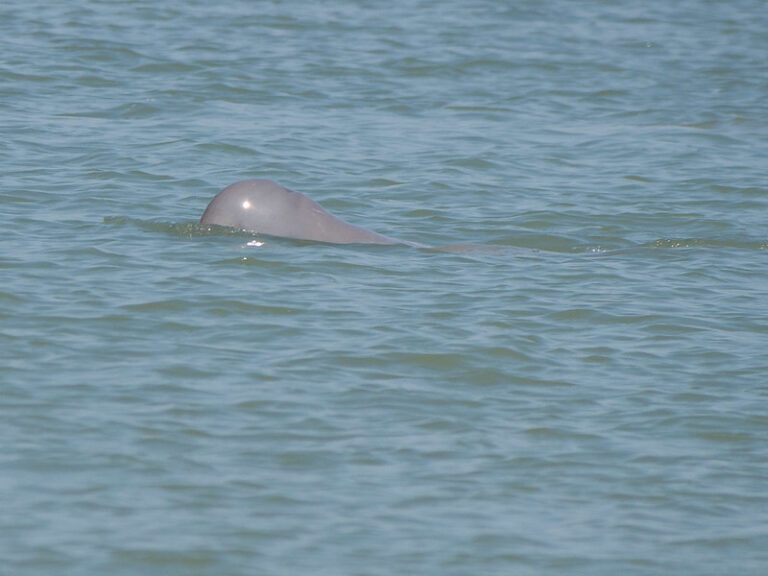 20 Animals That Are So Rare, They’re Almost Mythical