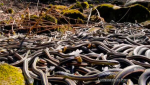 Snake Island Is Real - Here are 20 Fascinating Facts About It