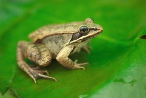 20 Animals with Incredible Adaptations to Their Environments
