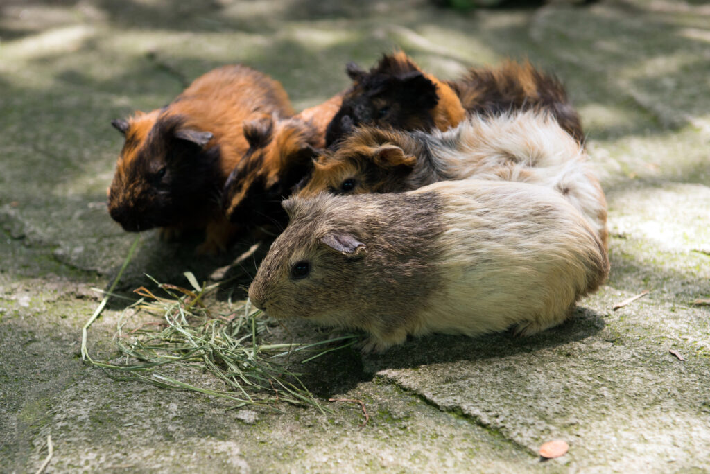20 Ways Animals Have Been Used in Unbelievable Scientific Experiments
