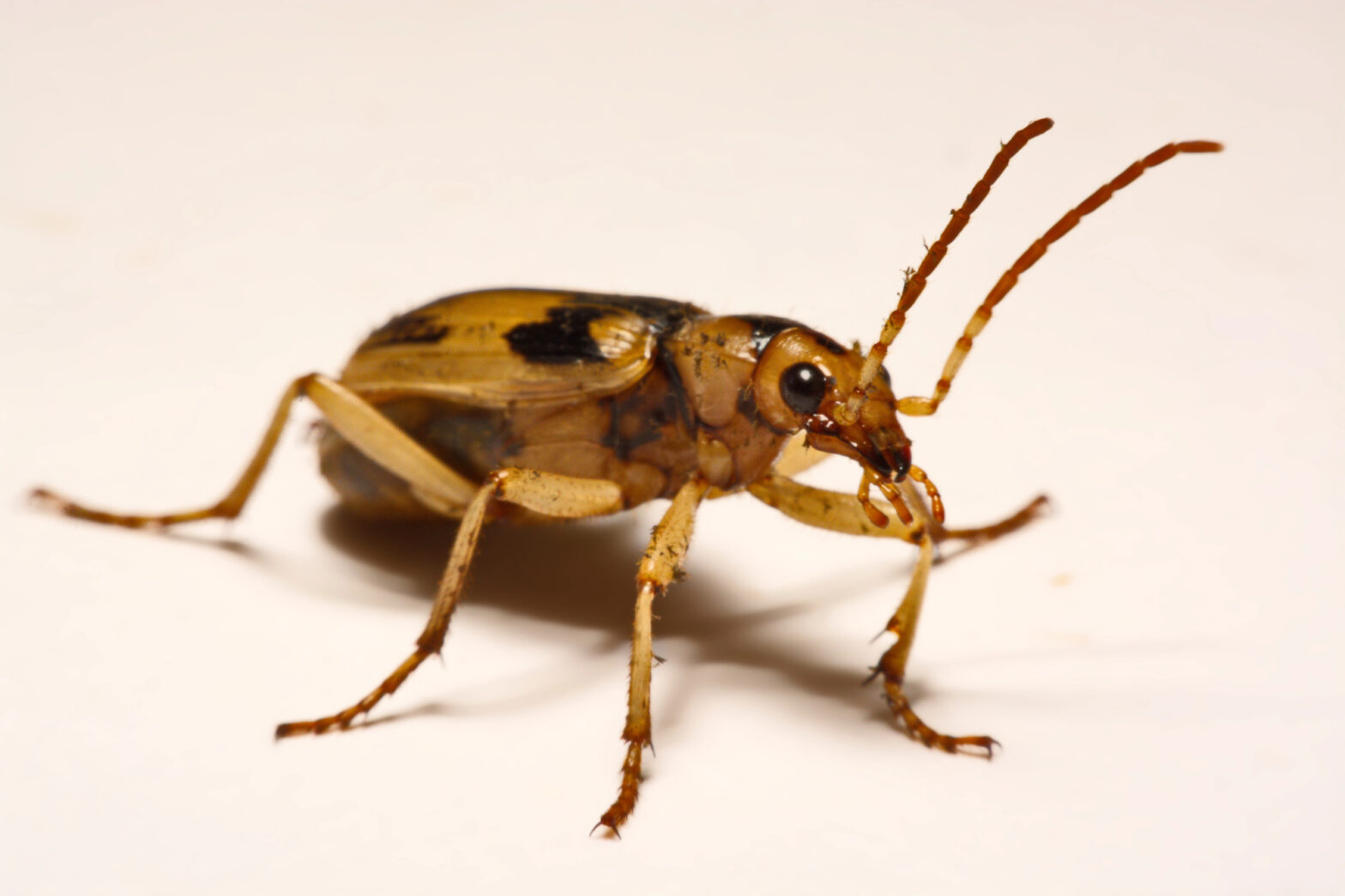 20 Animals with Incredible Adaptations to Their Environments
