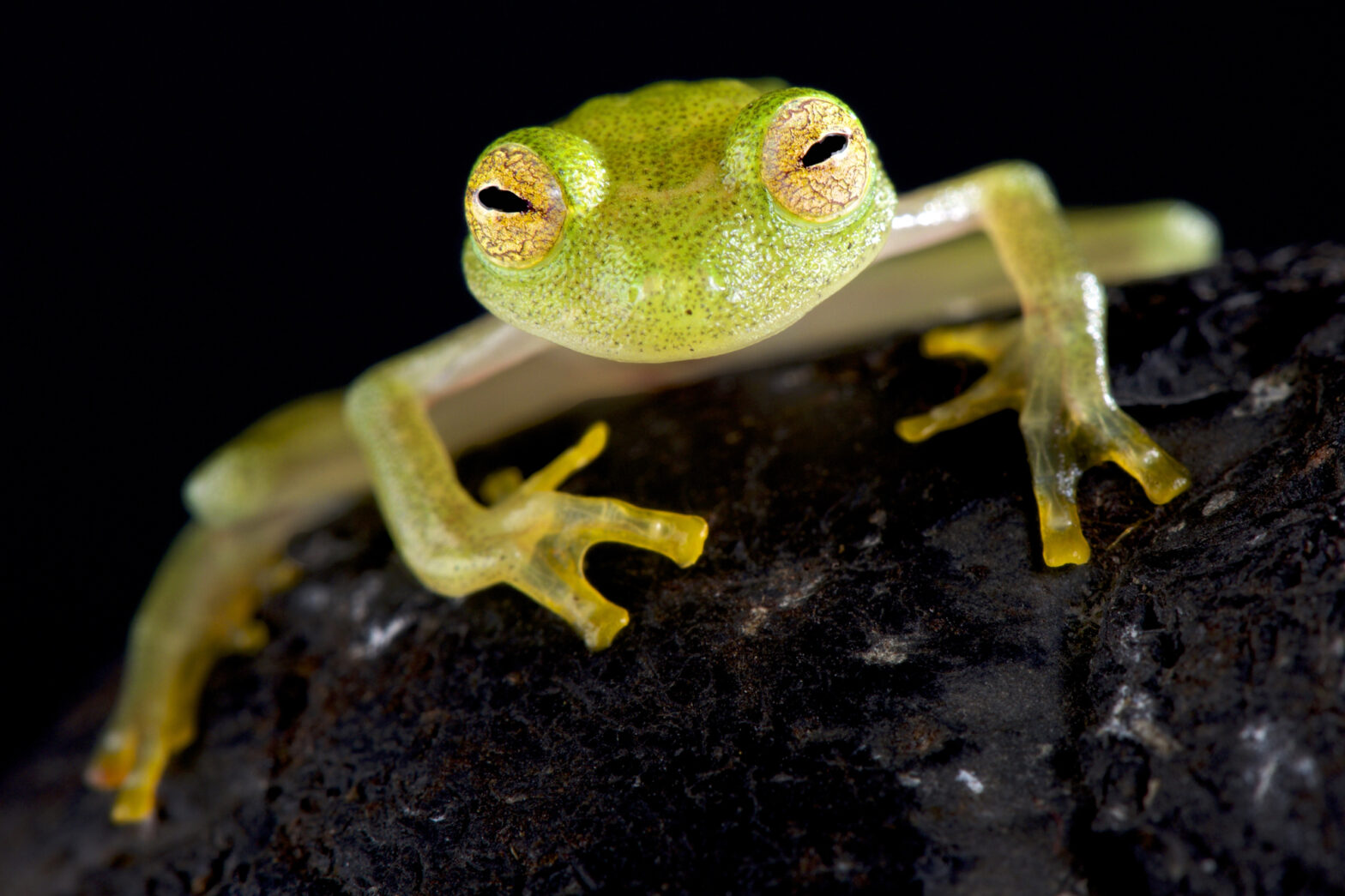 20 Animals with Incredible Adaptations to Their Environments