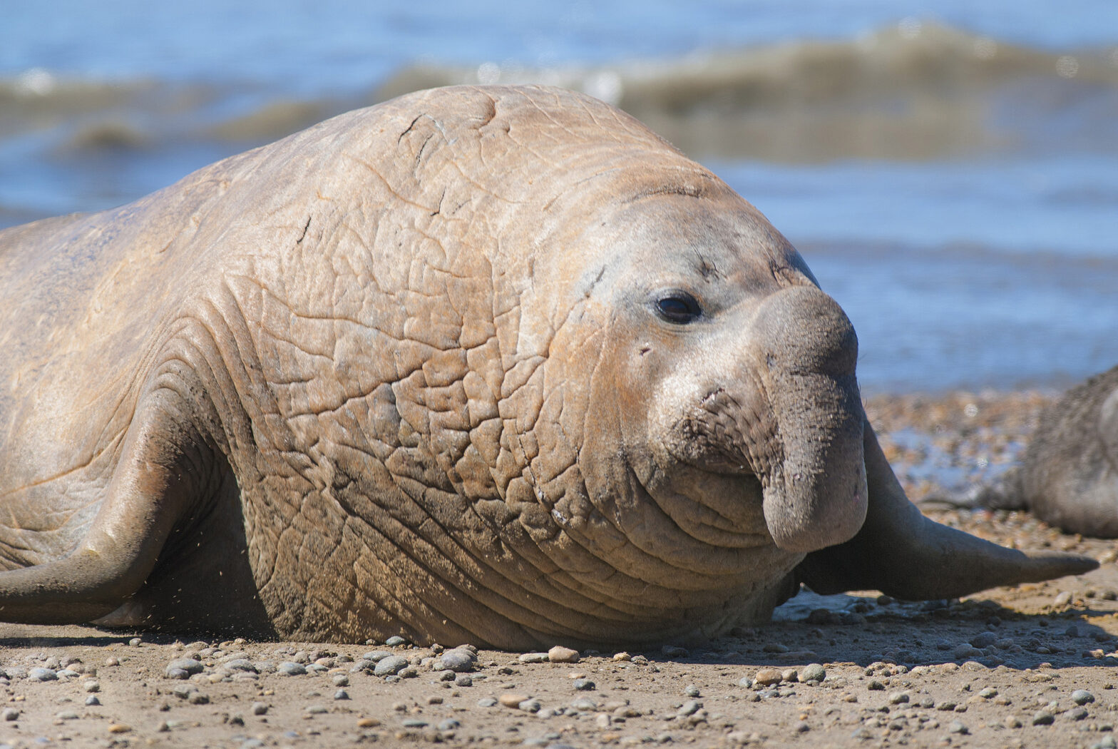 20 Animals with Incredible Adaptations to Their Environments