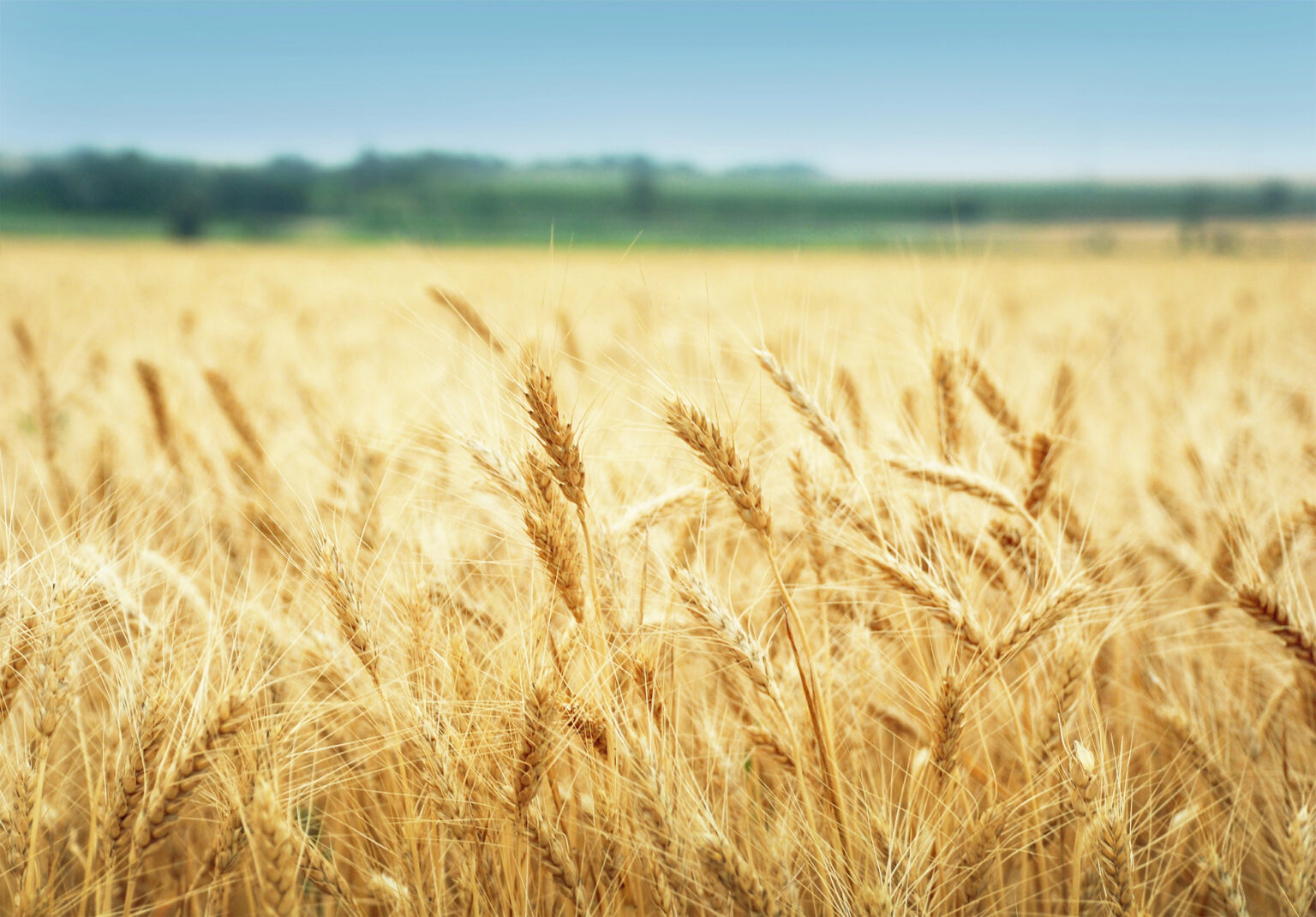 20 Surprising Ways Geography Has Influenced Food Around the World