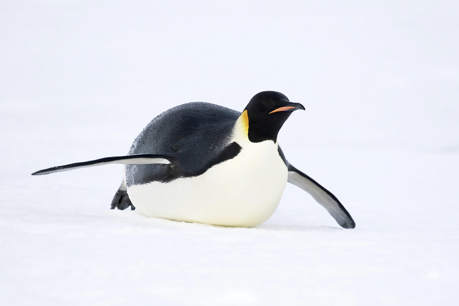 20 Animals with Incredible Adaptations to Their Environments