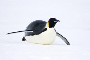 20 Animals with Incredible Adaptations to Their Environments