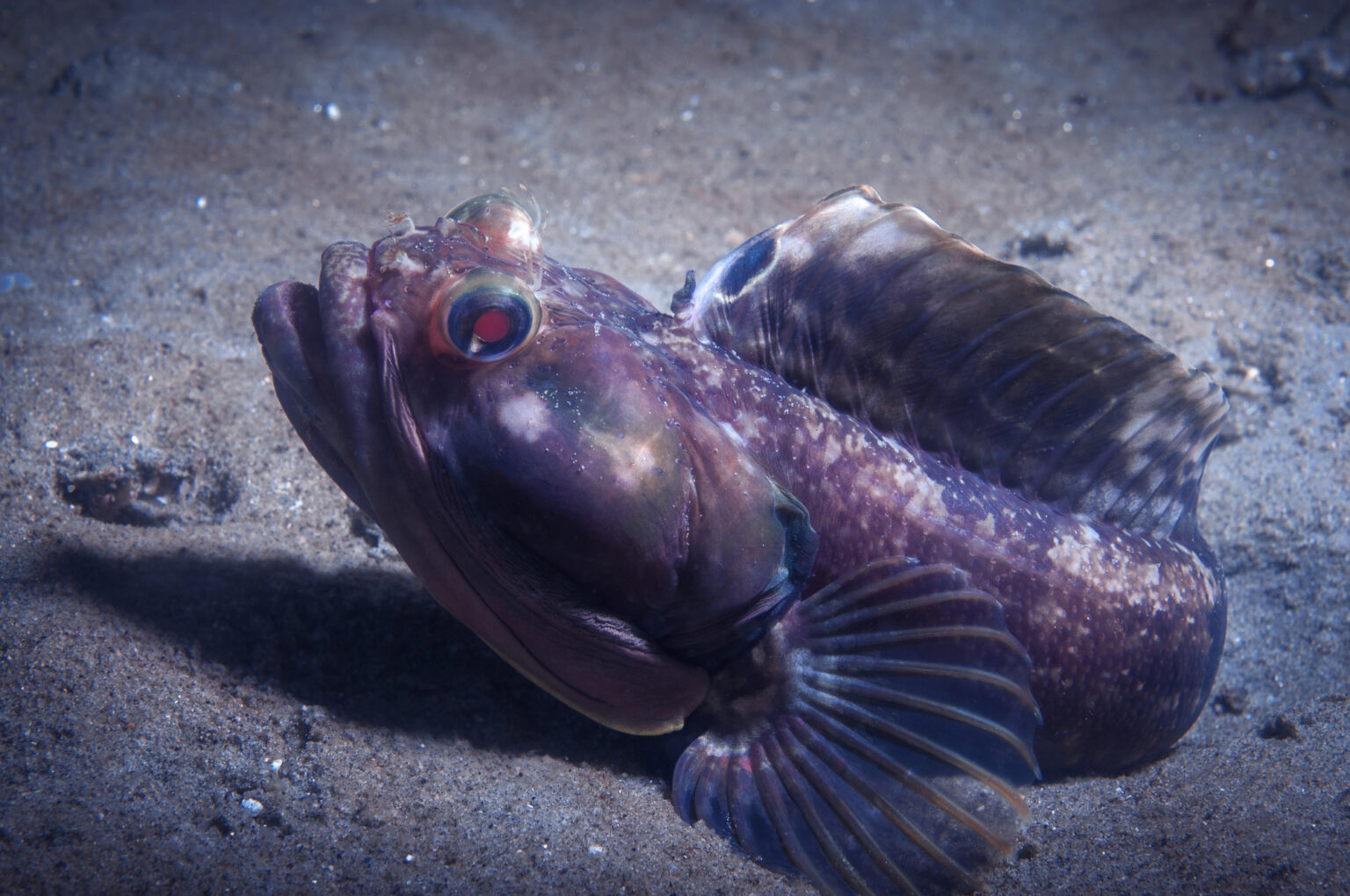 Angling’s Ultimate Challenge: 18 Rare Fish That Are Hard to Catch
