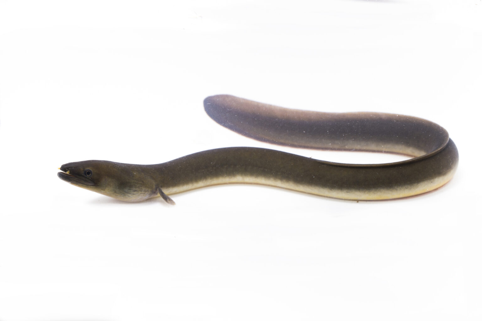 20 Animals with Incredible Adaptations to Their Environments