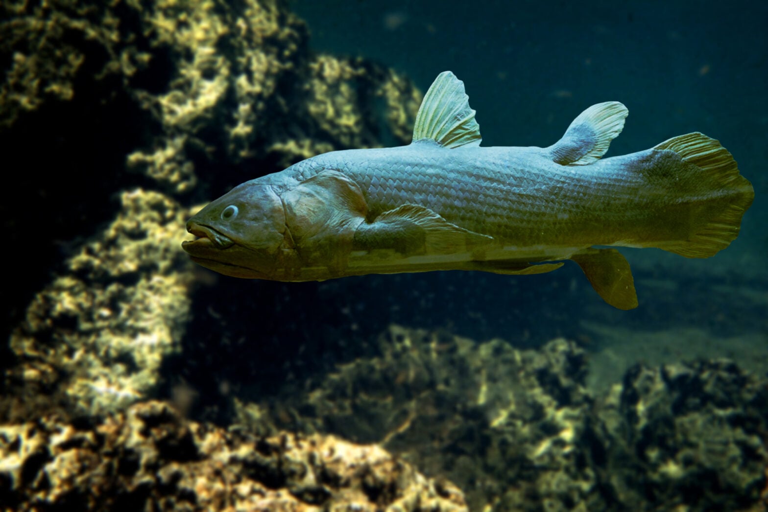 Angling’s Ultimate Challenge: 18 Rare Fish That Are Hard to Catch