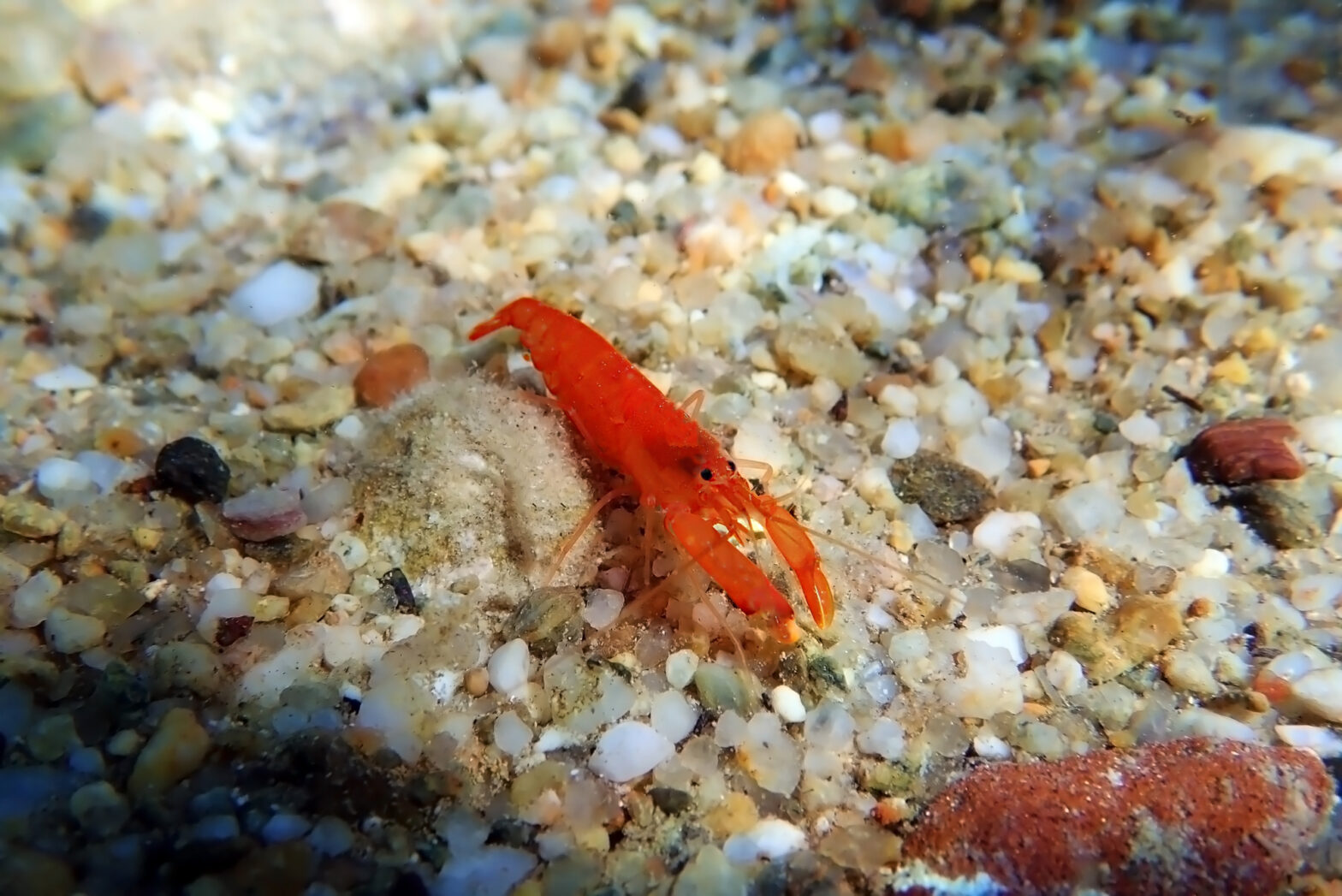20 Animals with Incredible Adaptations to Their Environments