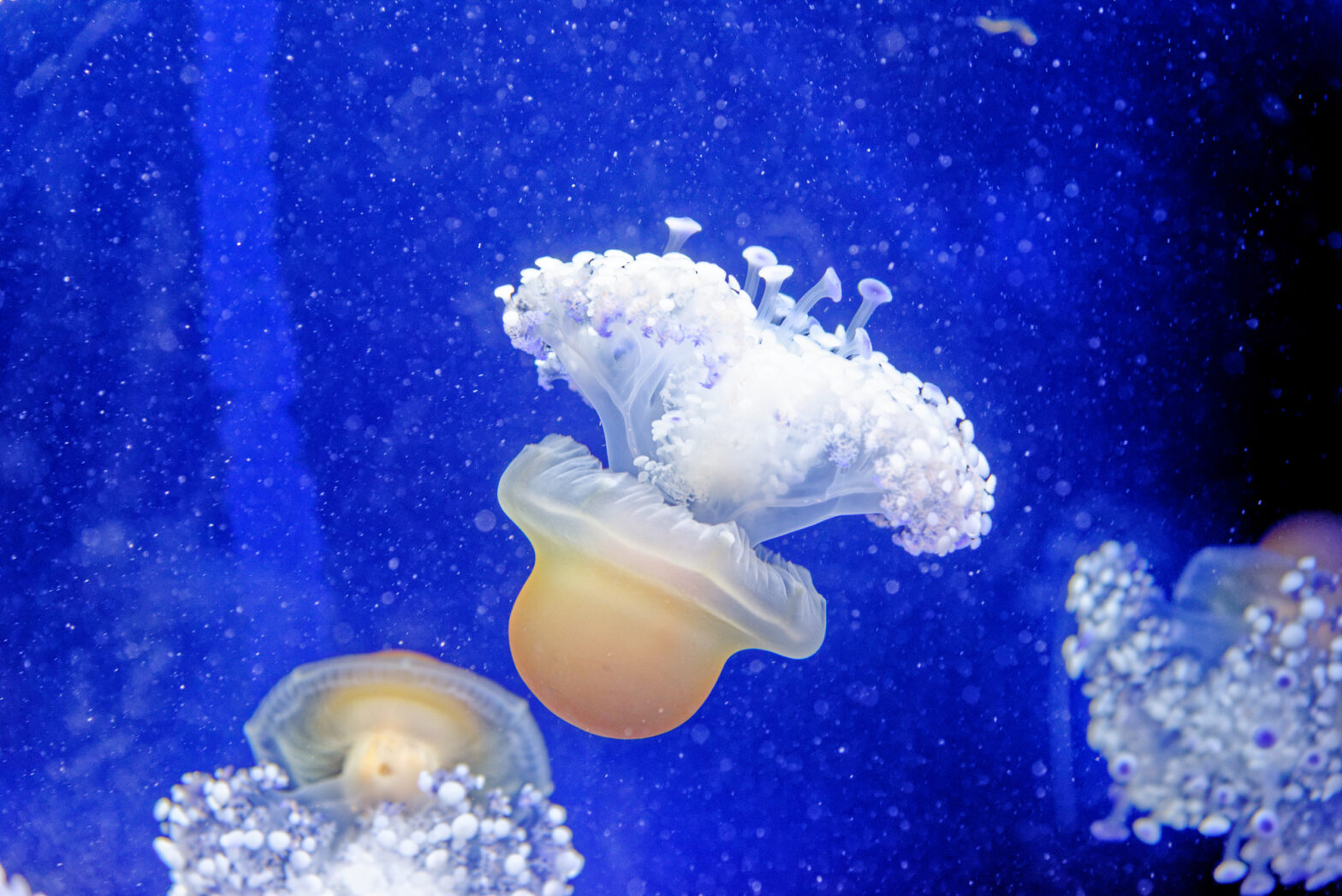 20 Animals with Incredible Adaptations to Their Environments