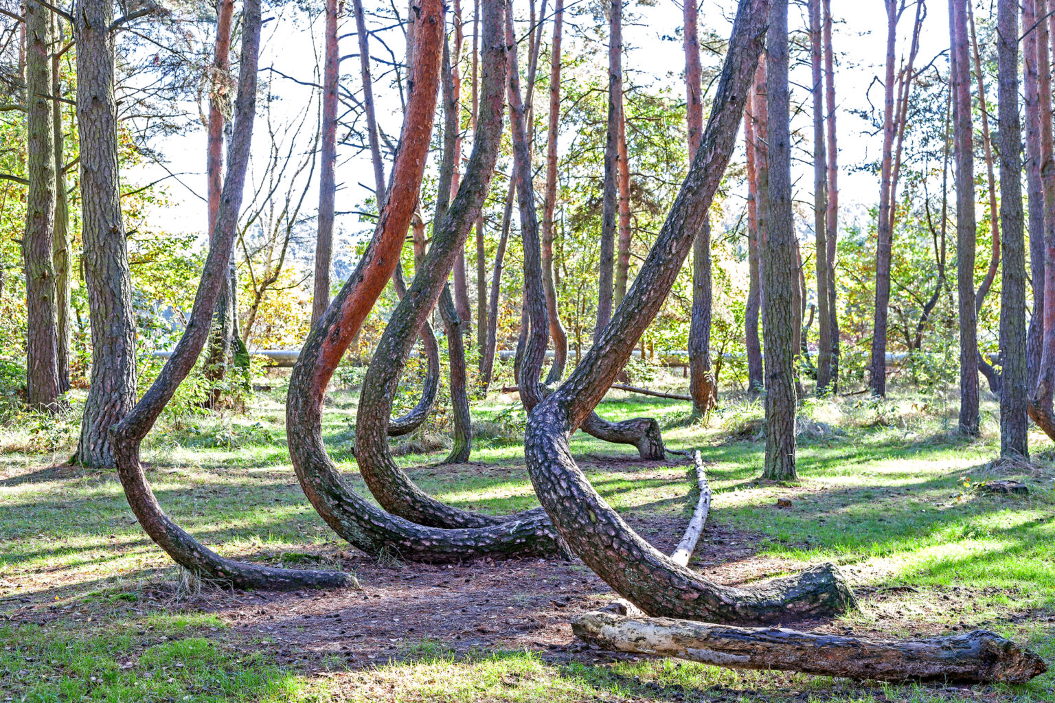 20 Places Where Nature Has Reclaimed Man-Made Structures