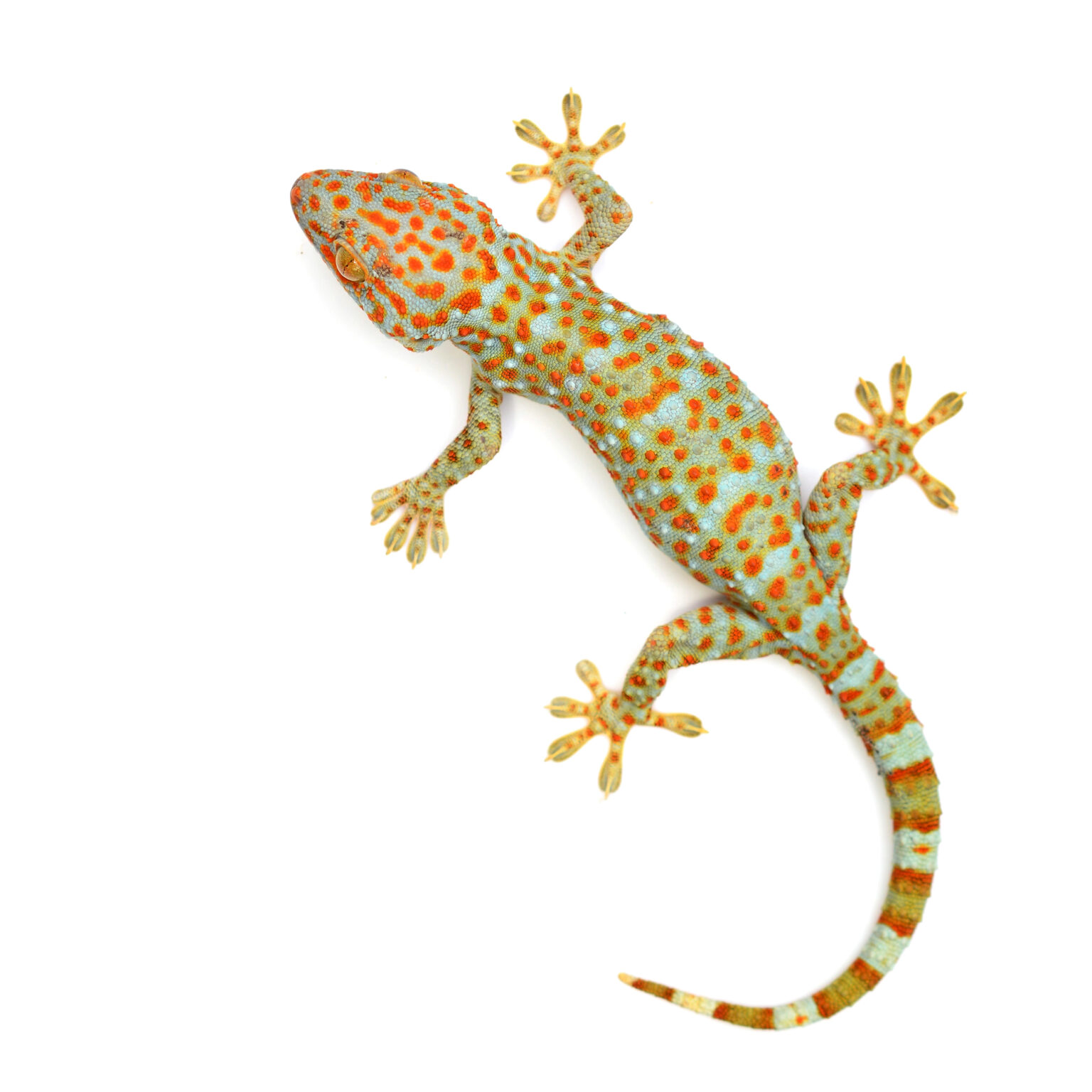 20 Animals with Incredible Adaptations to Their Environments