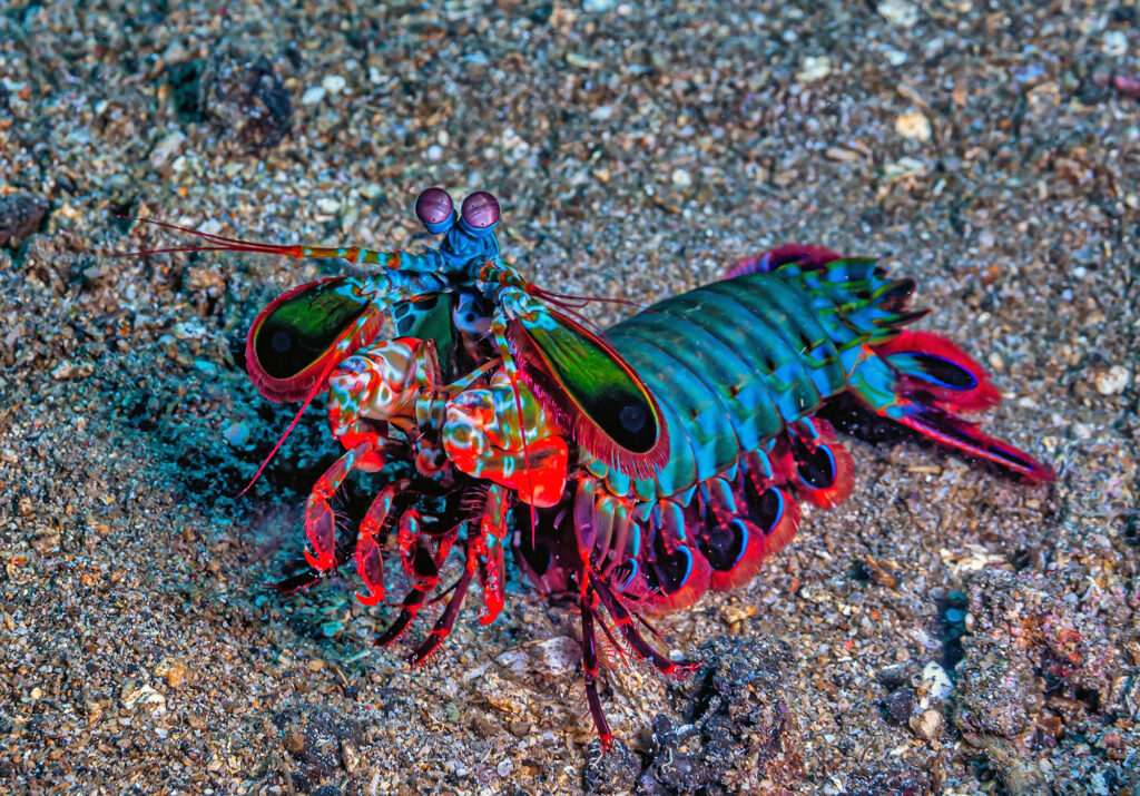 20 Animals with Incredible Adaptations to Their Environments