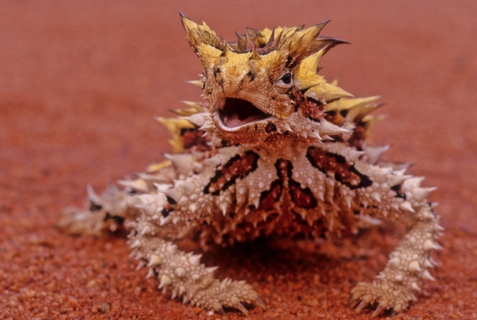 20 Animals with Incredible Adaptations to Their Environments