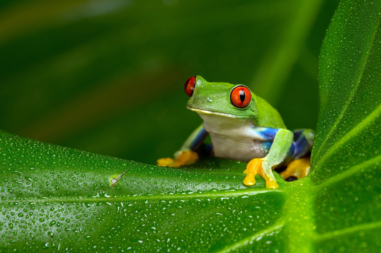 20 Animals with Incredible Adaptations to Their Environments