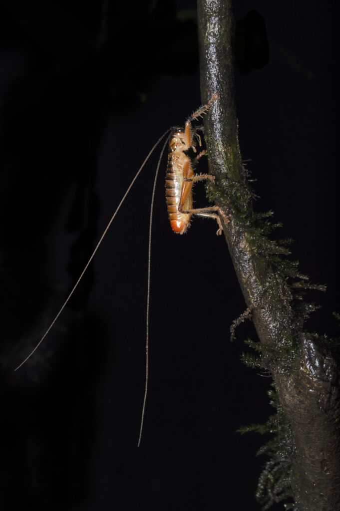 20 Animals with Incredible Adaptations to Their Environments