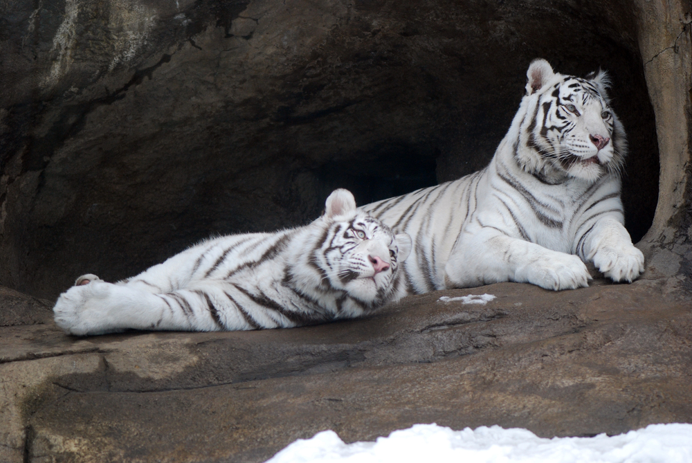 These Rare Animal Mutations Are Stranger Than Fiction