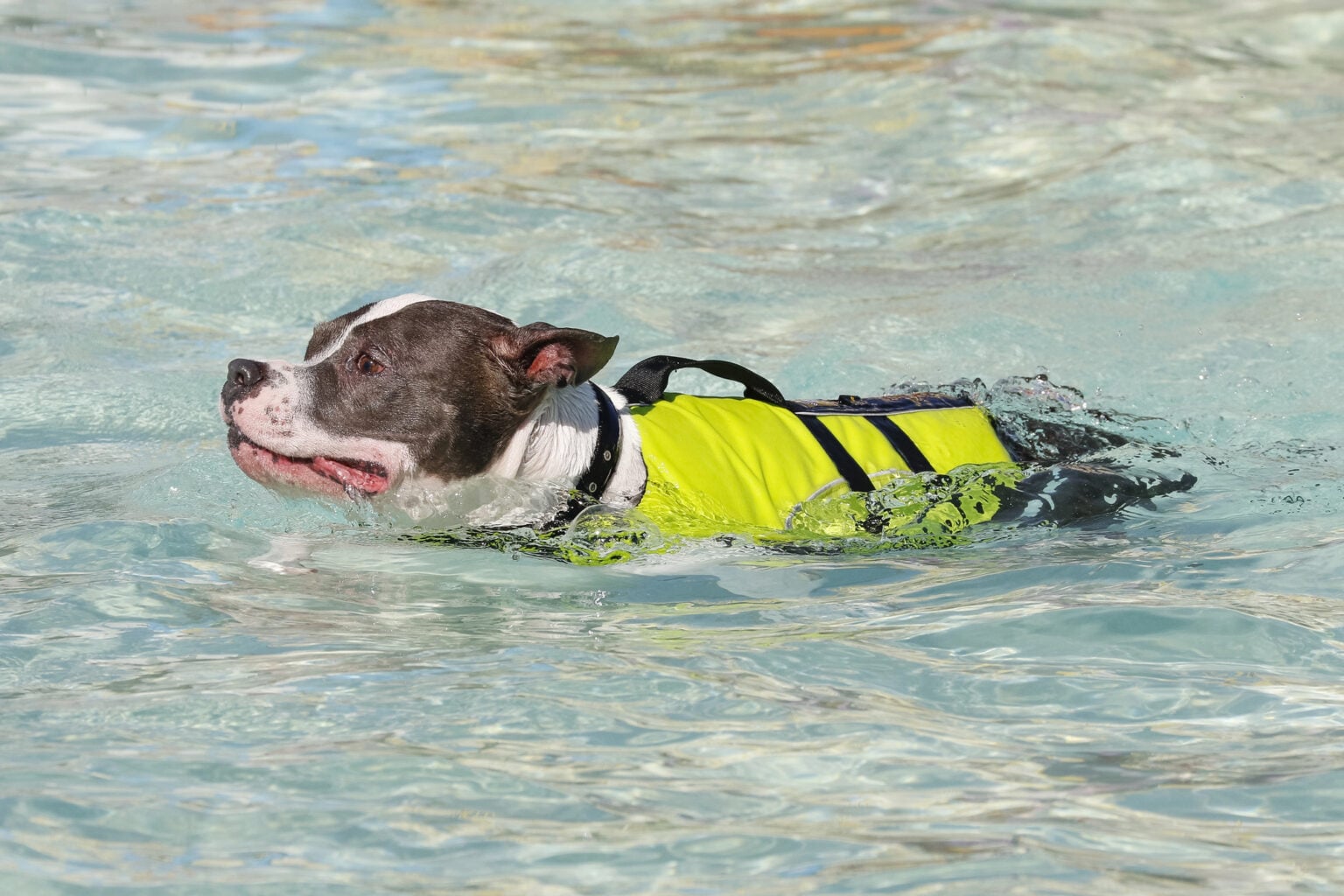 20 Ways Animals Have Been Used in Unbelievable Scientific Experiments