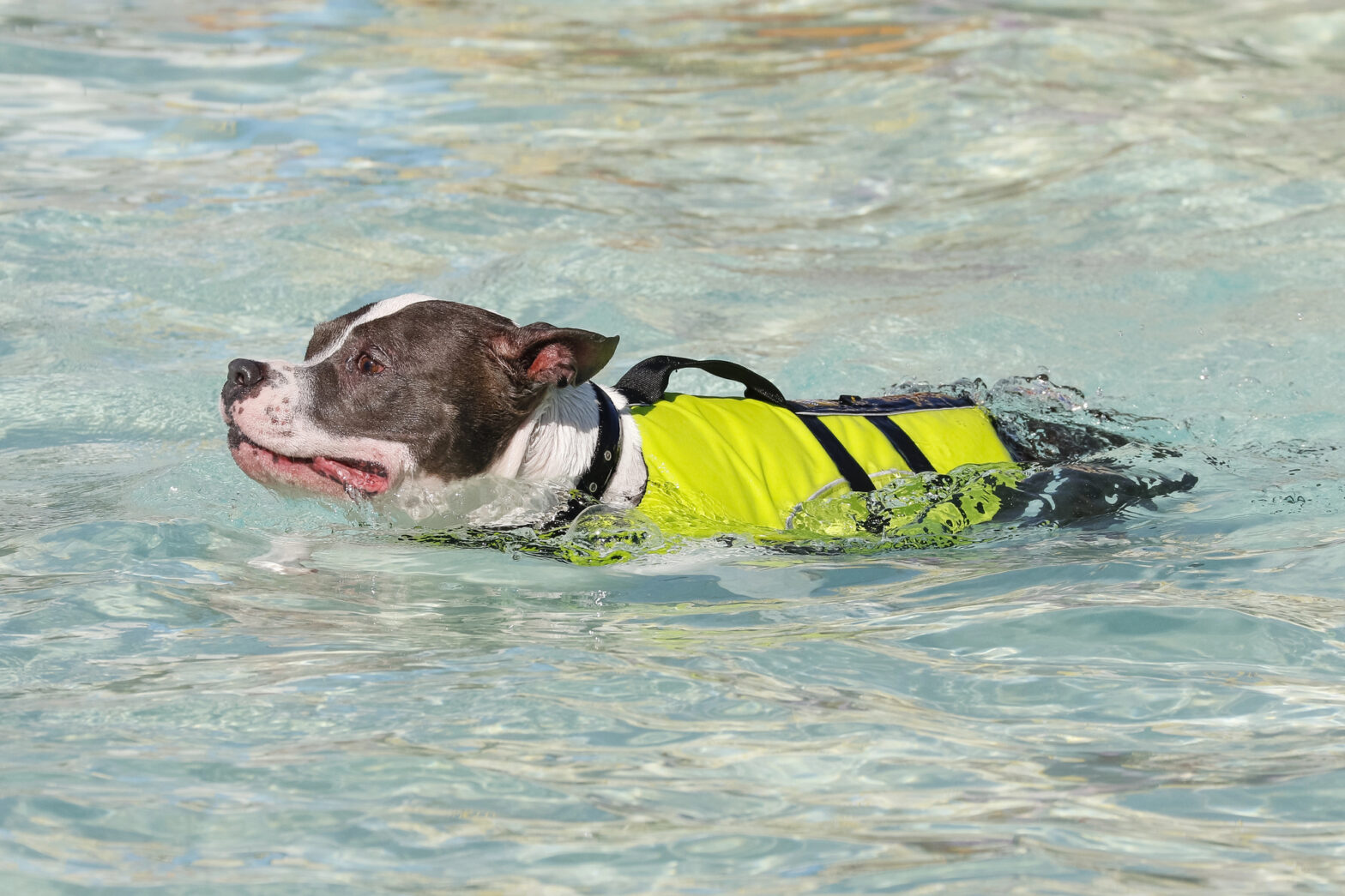 20 Ways Animals Have Been Used in Unbelievable Scientific Experiments