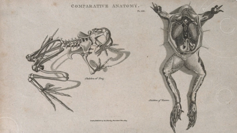 20 Ways Animals Have Been Used in Unbelievable Scientific Experiments