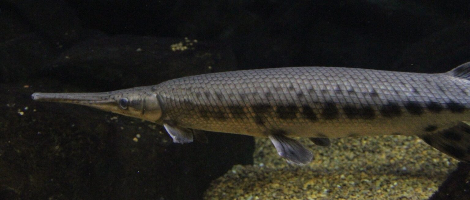 Angling’s Ultimate Challenge: 18 Rare Fish That Are Hard to Catch
