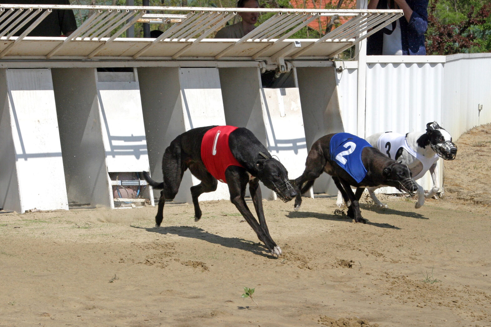 14 Times Animals Were Used in Competitive Sports