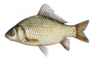 20 Creatures That Can Survive in Extreme Conditions