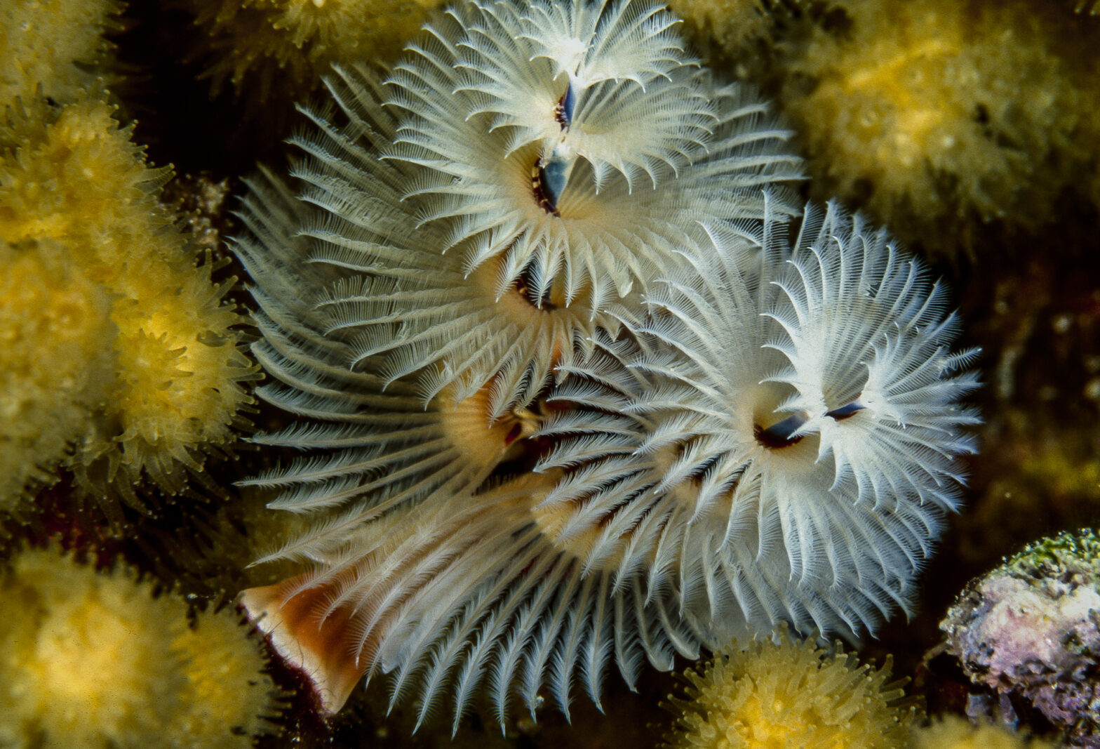 20 Animals That Can Survive Nature's Harshest Conditions