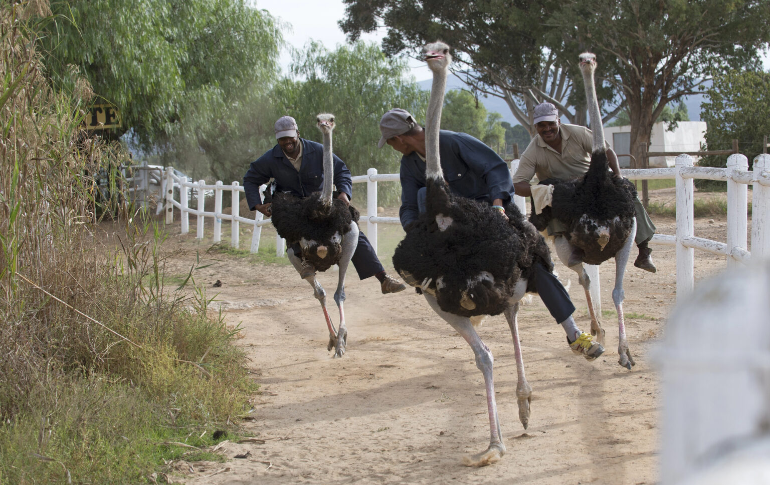 14 Times Animals Were Used in Competitive Sports