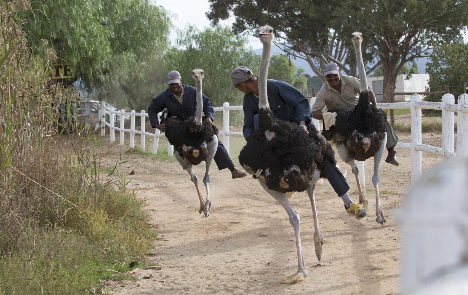 14 Times Animals Were Used in Competitive Sports