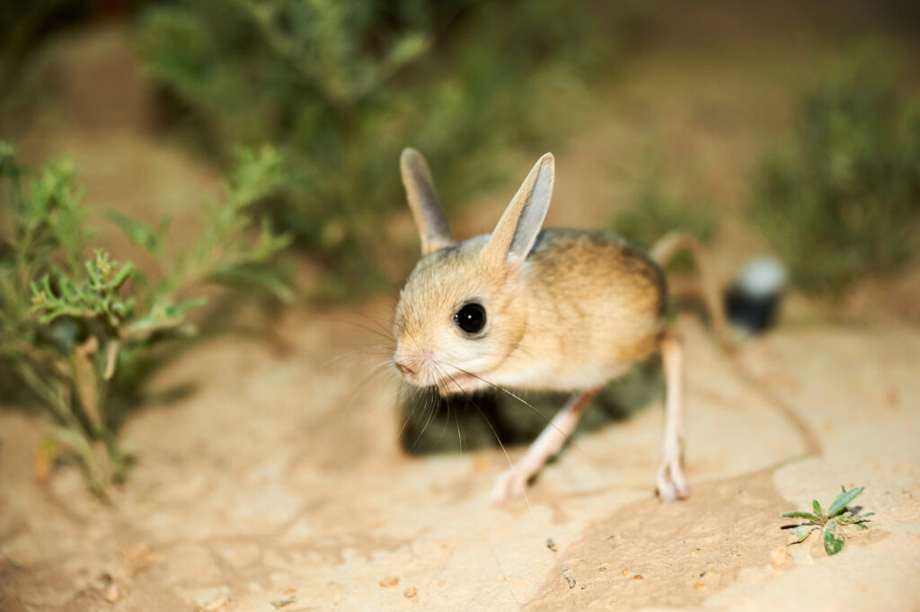 20 Creatures That Can Survive in Extreme Conditions
