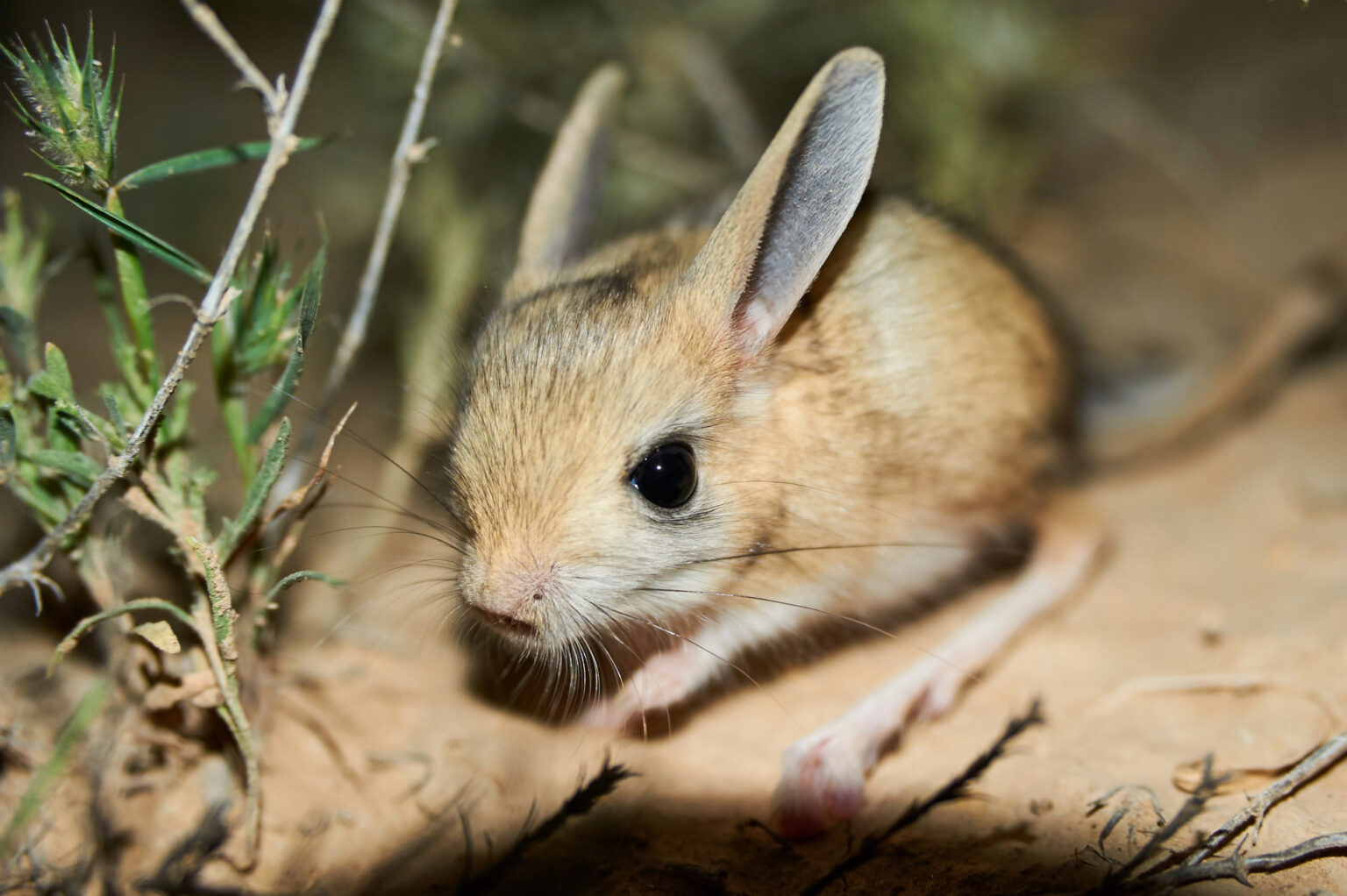 20 Animals That Can Survive Nature's Harshest Conditions