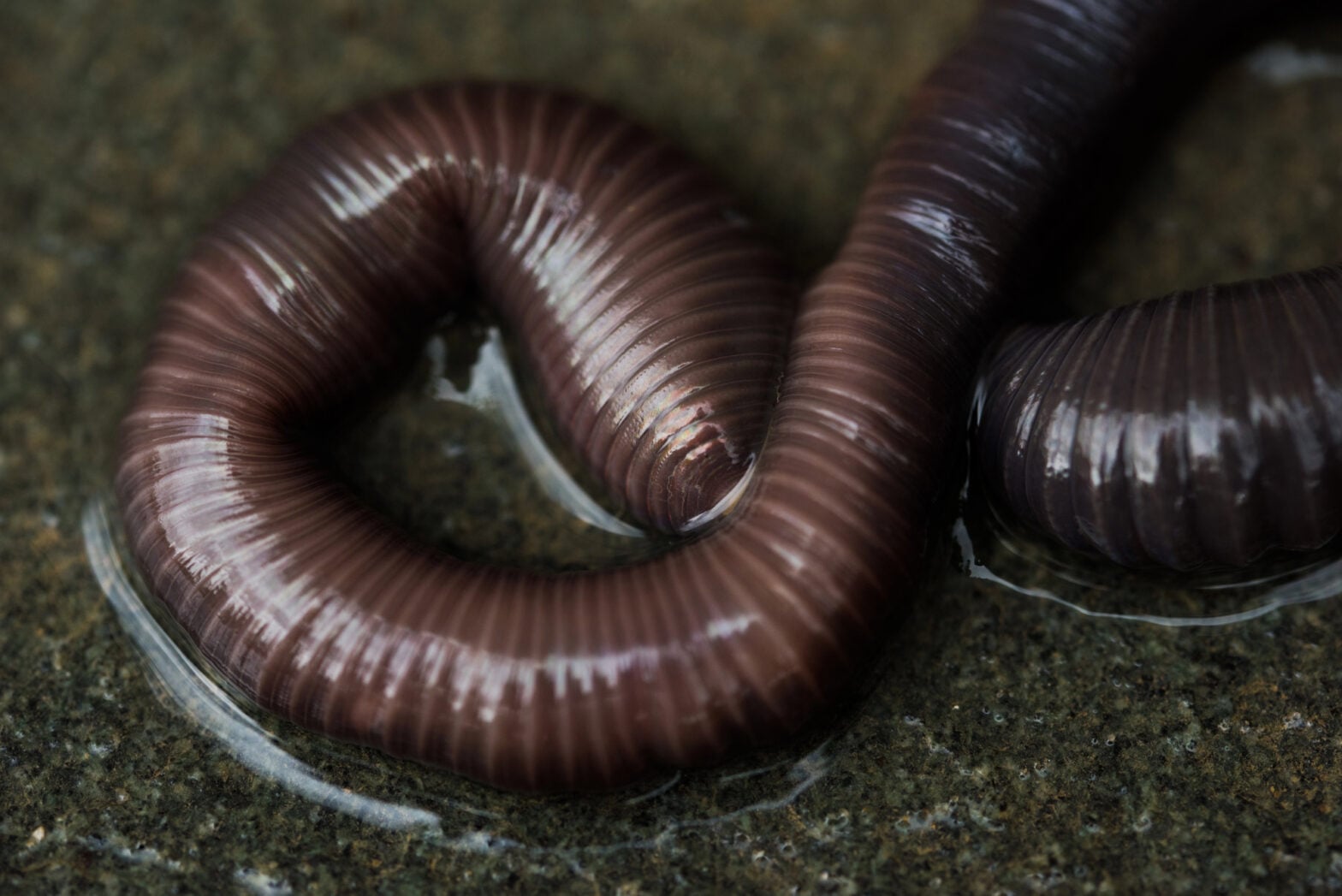 20 Animals That Can Survive Nature's Harshest Conditions