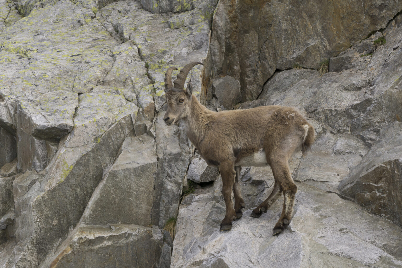 20 Animals That Can Survive Nature's Harshest Conditions