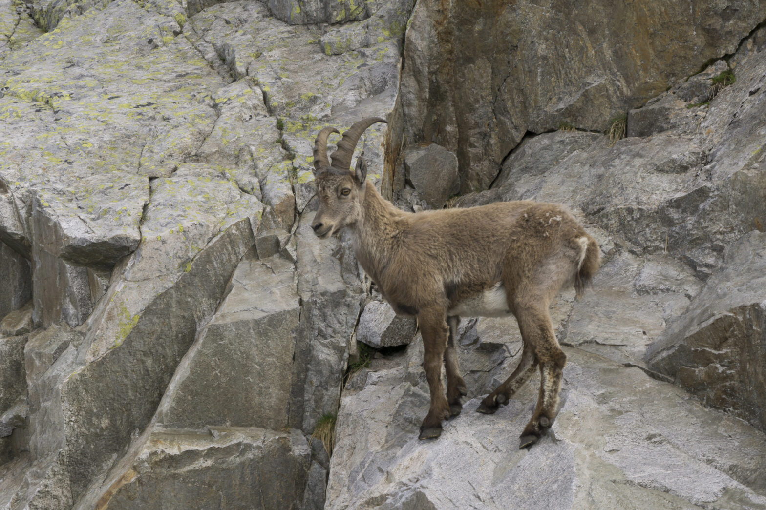 20 Animals That Can Survive Nature's Harshest Conditions