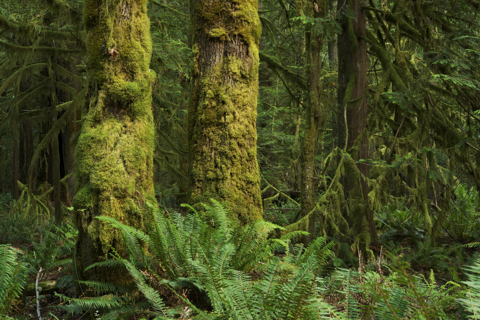 20 Baffling Natural Sounds That Science Has Yet to Fully Explain