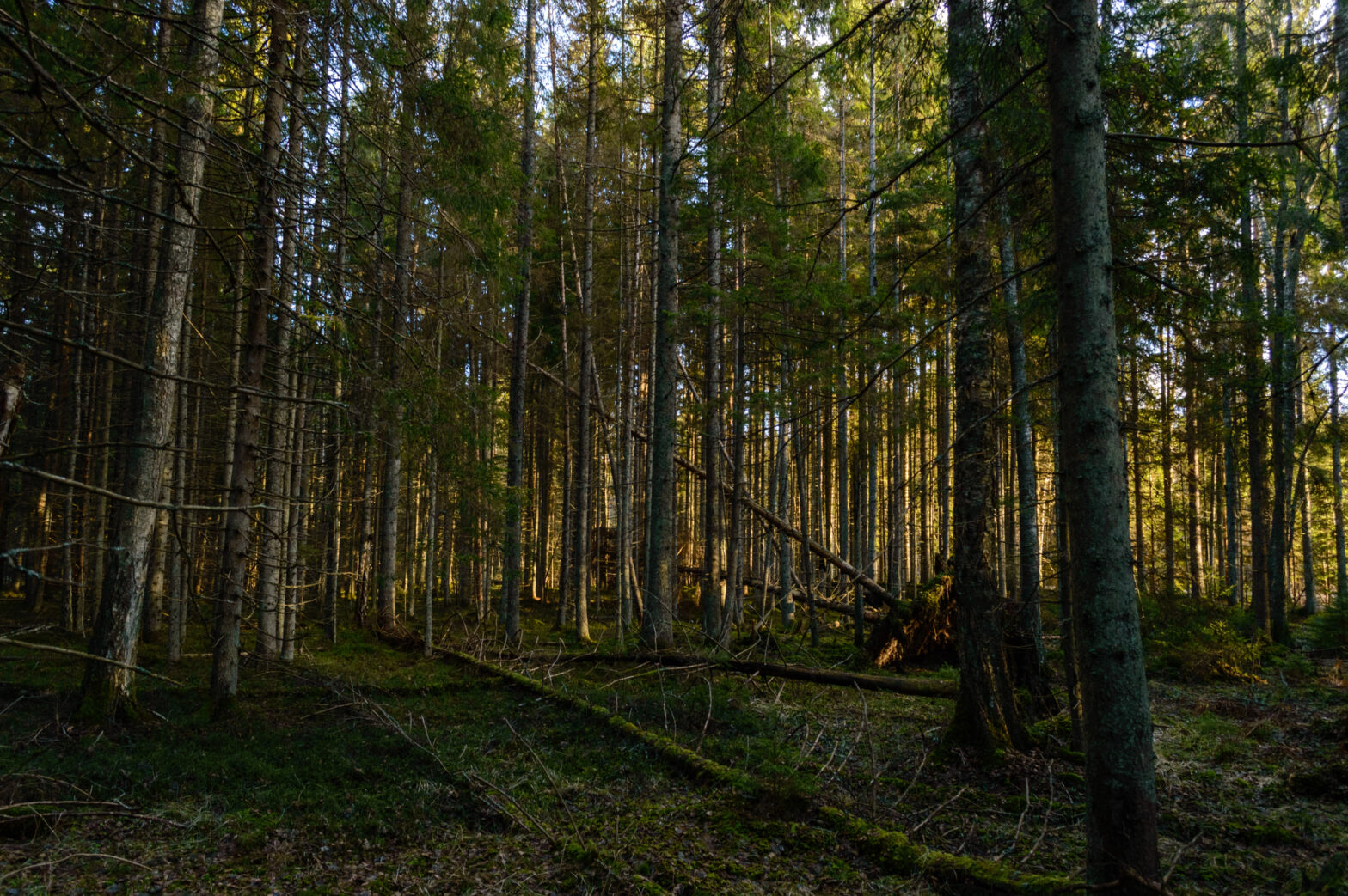 20 Baffling Natural Sounds That Science Has Yet to Fully Explain